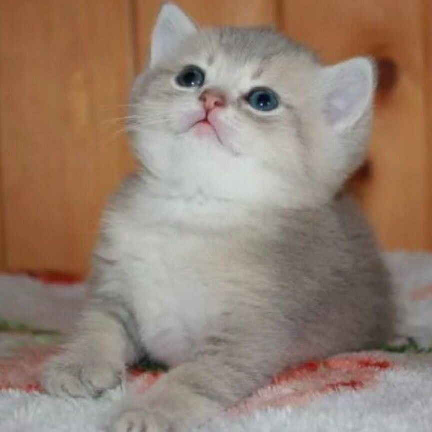 Шотландские котяа Голубое золото