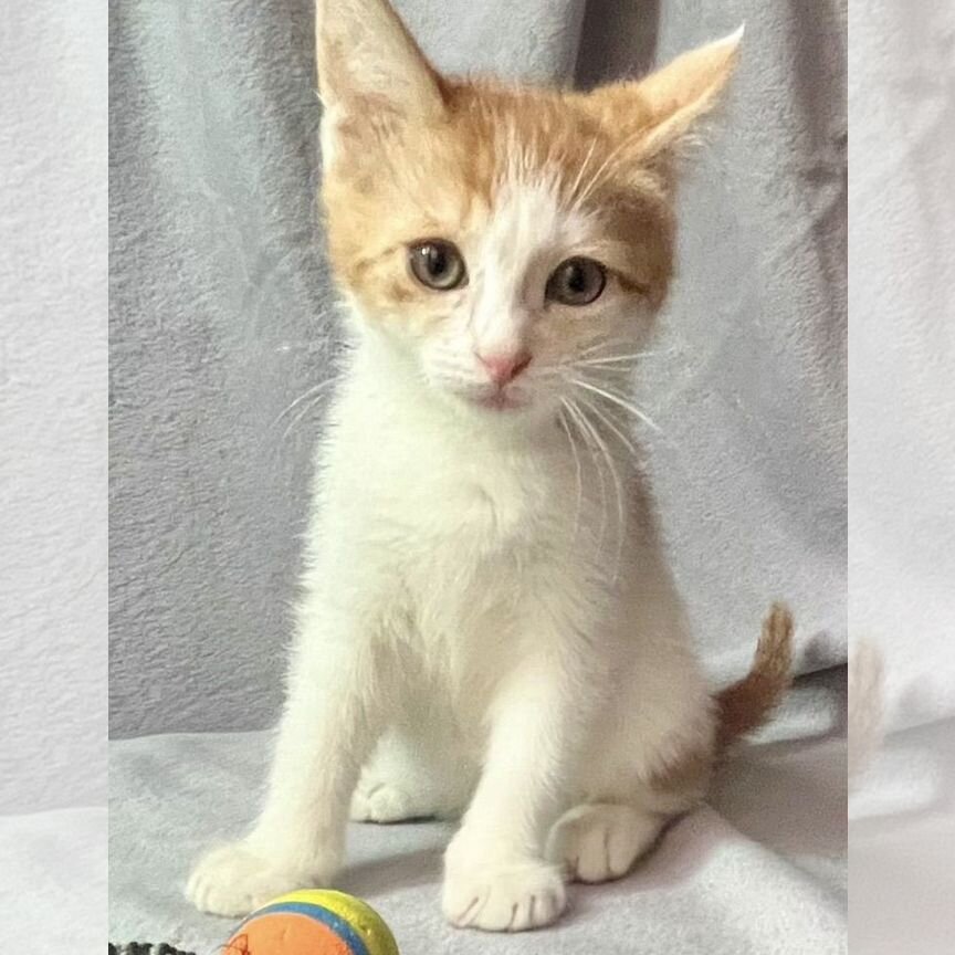 Рыже-белый крошка котенок Том 1,5 месяца в дар