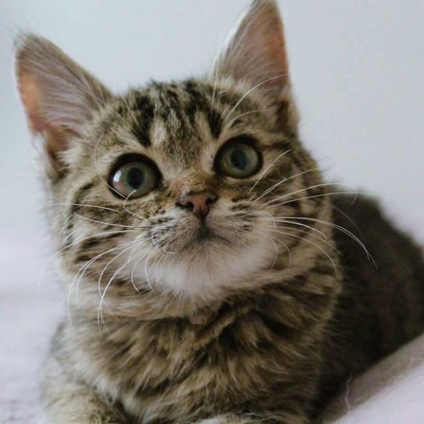 Очень ласковый котенок(мал, 2 мес) в добрые руки