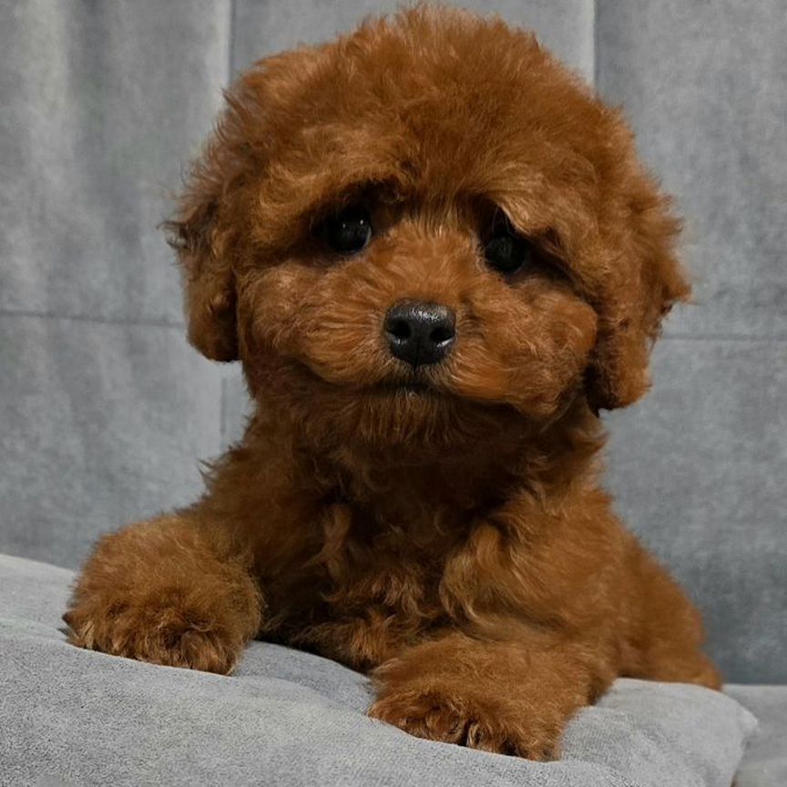 Той-пудель, щенок