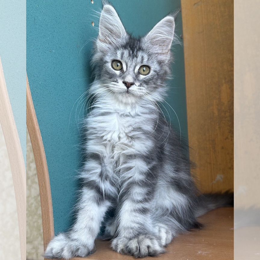 Мейн-кун котёнок