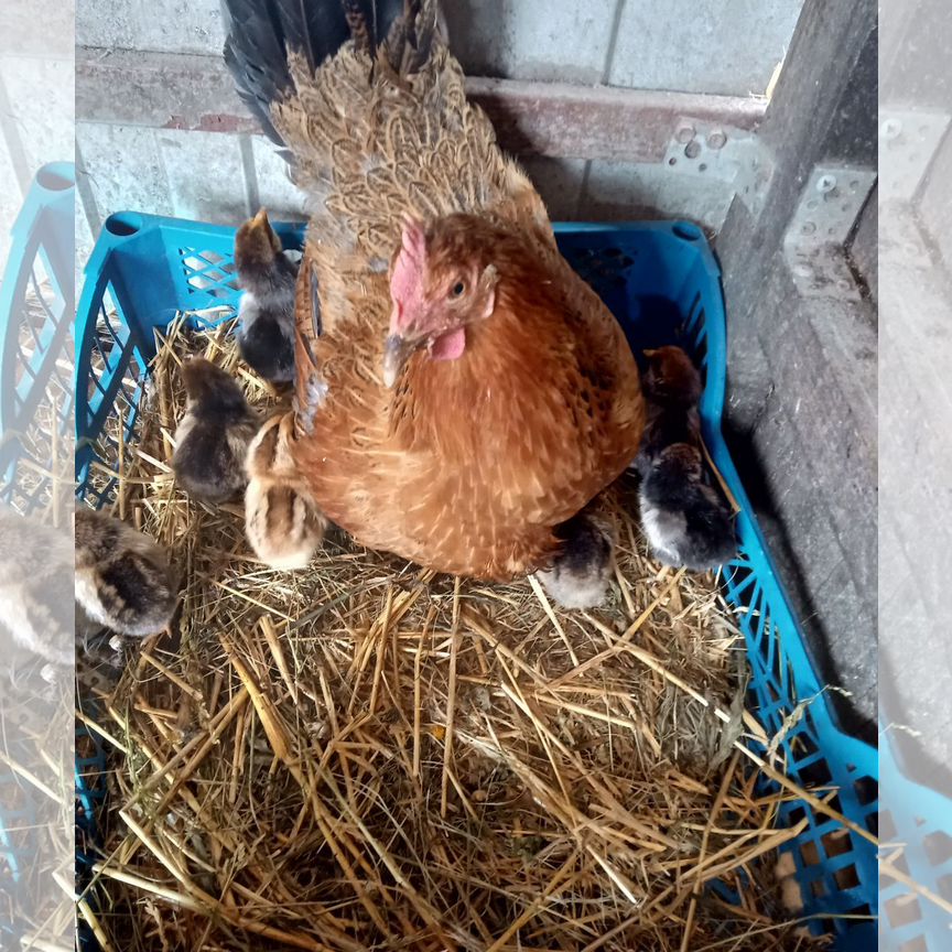 Продам курицу с цыплятами