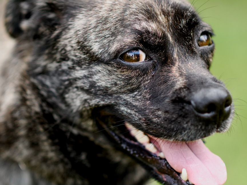 Курносая девочка в добрые руки