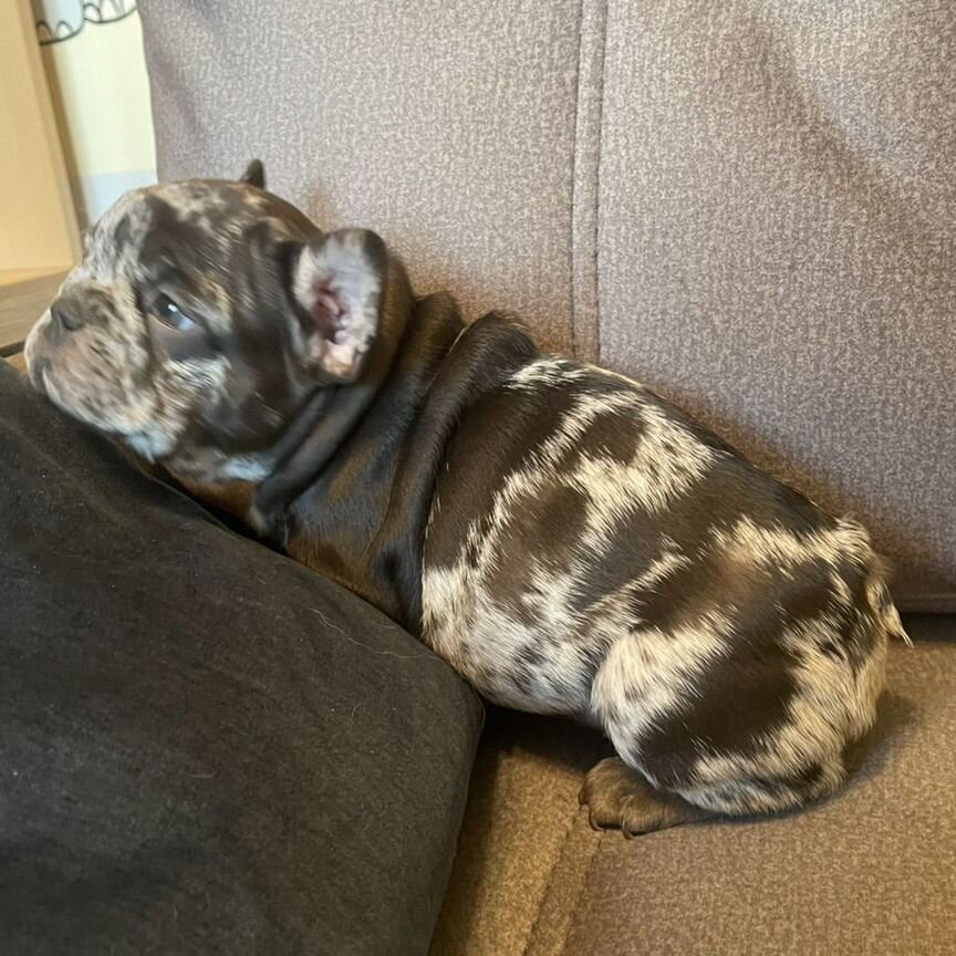 Французский бульдог, щенок