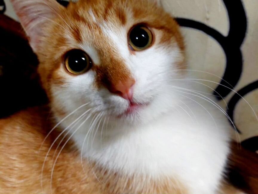 Кот рыжий
