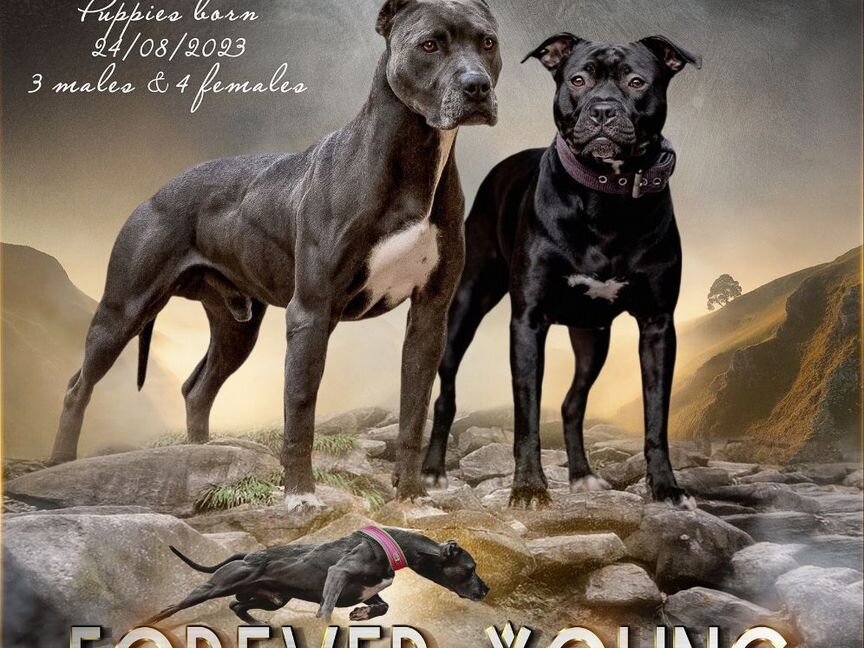 Щенки Американского Питбуль Терьера