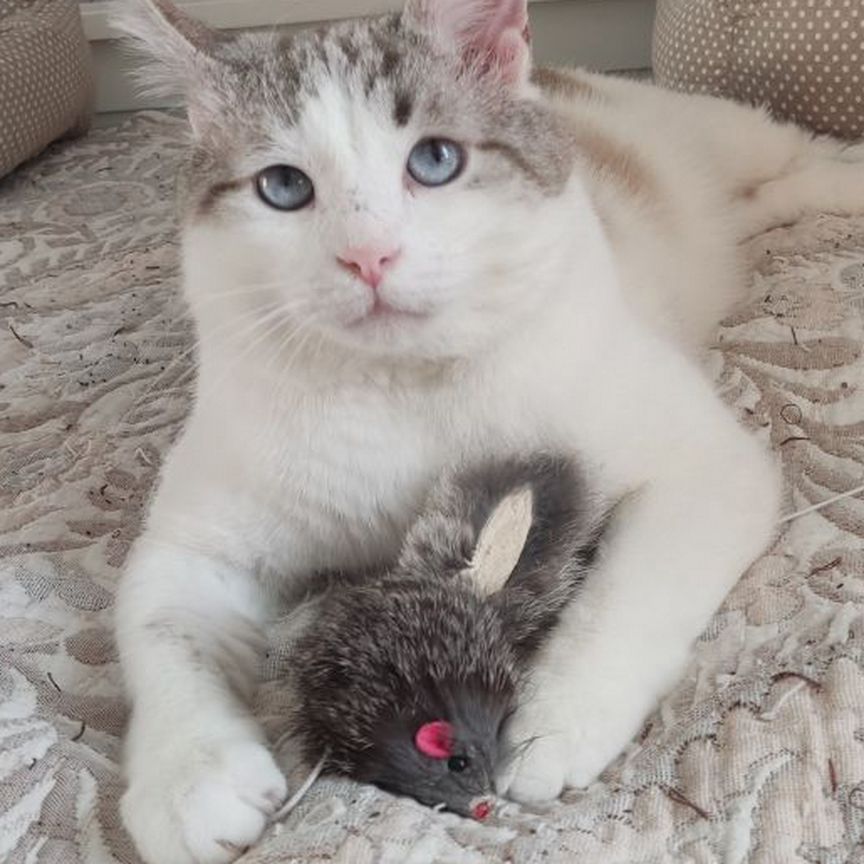 Тайский, взрослый кот