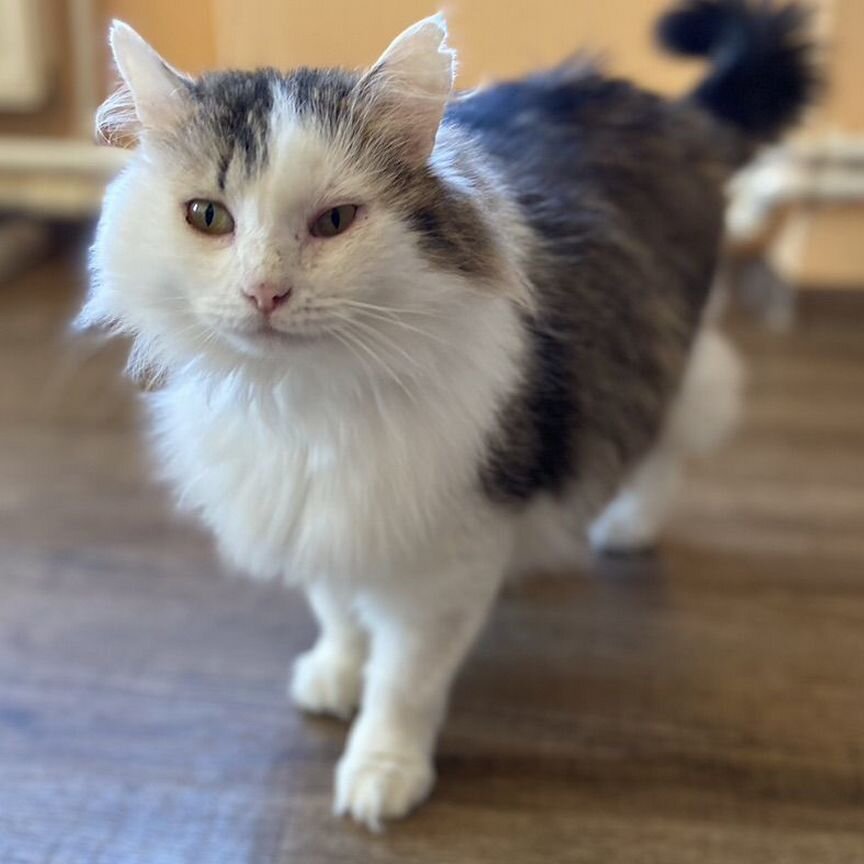 Сибирский кот