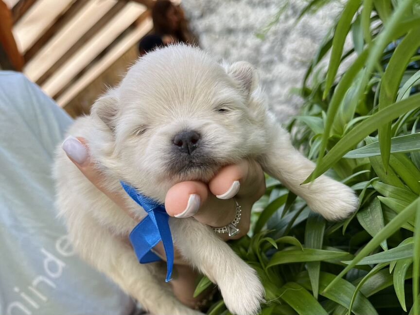 Щенки померанского шпица