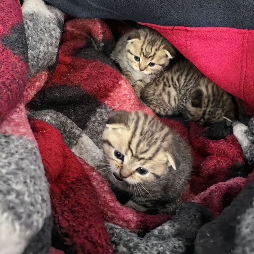 Шотландские котята