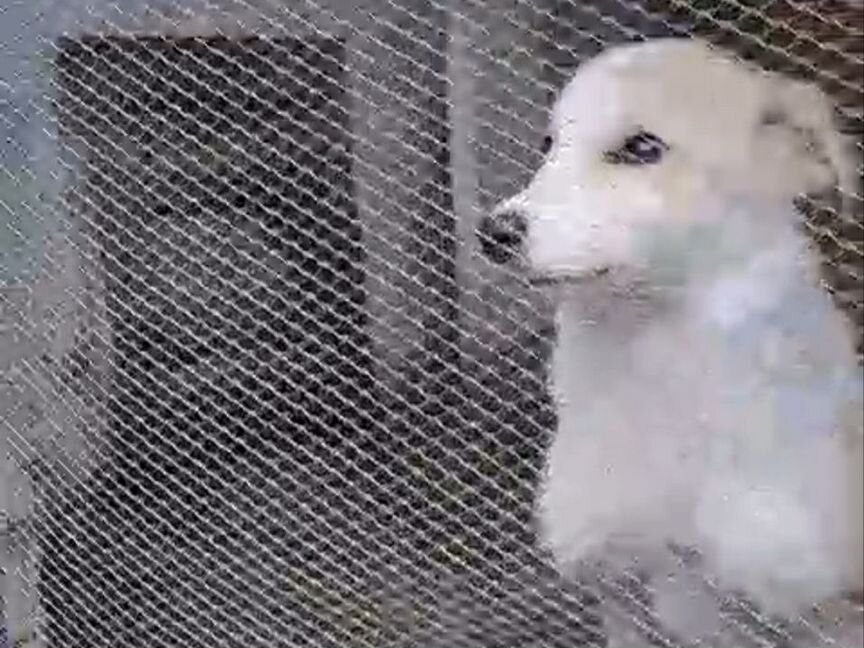 Маленькая собачка в добрые руки