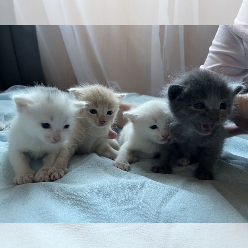 Котёнок в добрые руки