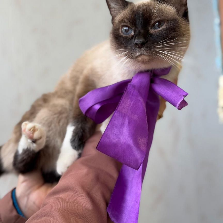 Кошка Симона из приюта