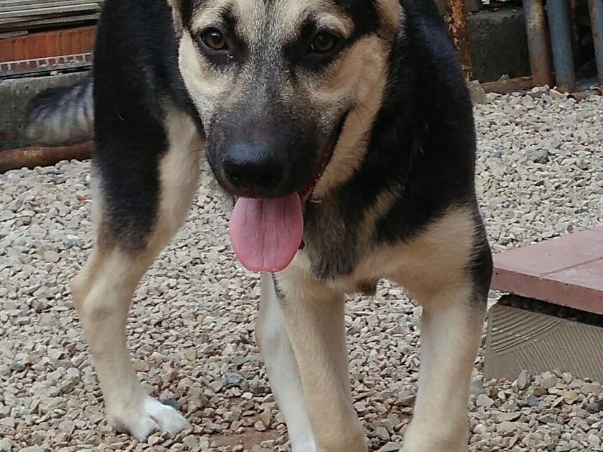 Дворянка в добрые руки