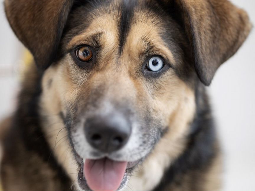 Красивая собачка в добрые руки