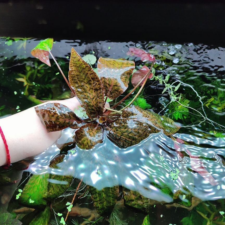 Криптокарина нури