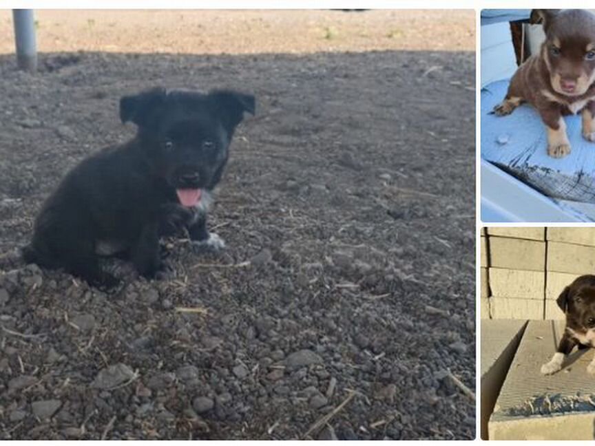 Собачонки-девчонки в добрые руки