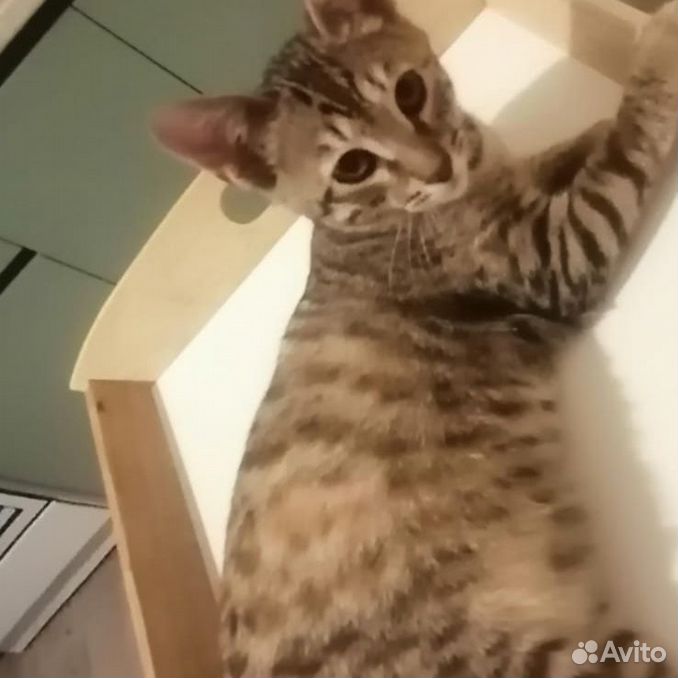 Котёнок девочка тигрового окраса ласковая добрая