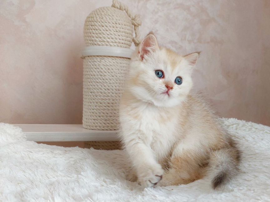 Шотландский мальчик Персик