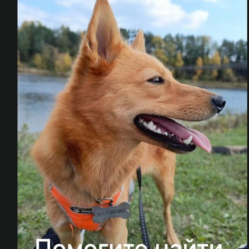 Потерялась собака