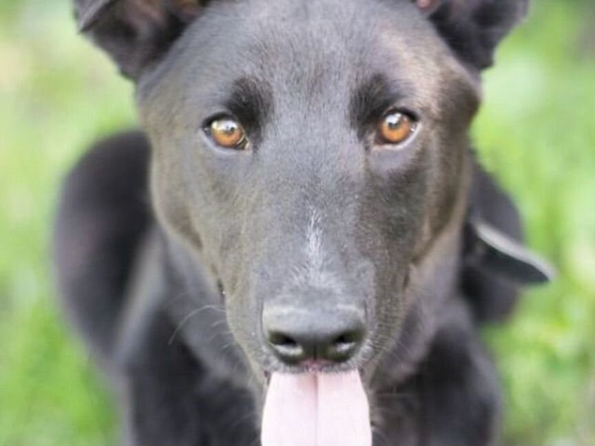 Собака Изюм 1,5 года ждет хозяина