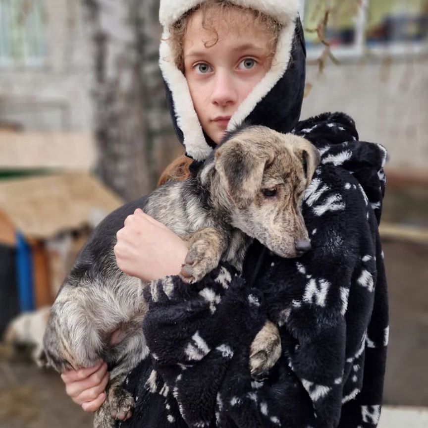 Небольшая собака в добрые руки бесплатно