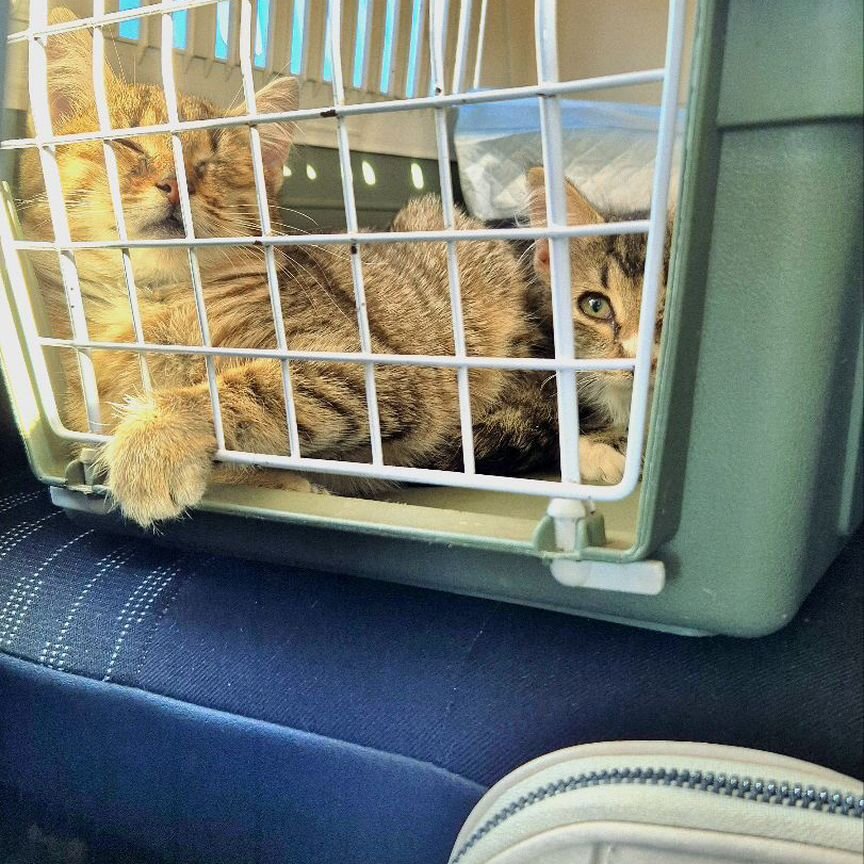 Котенок на расслабоне