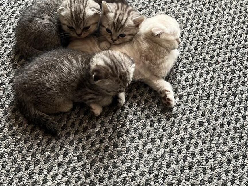 Шотланмкие вислоухие котята