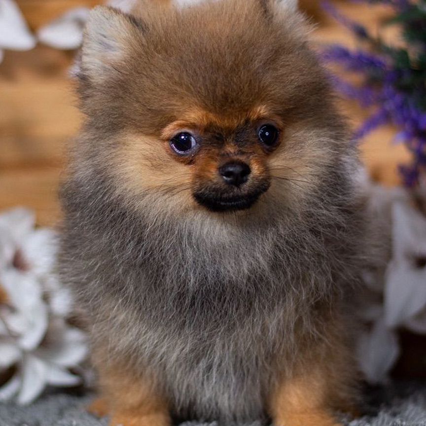 Шпиц мини девочка