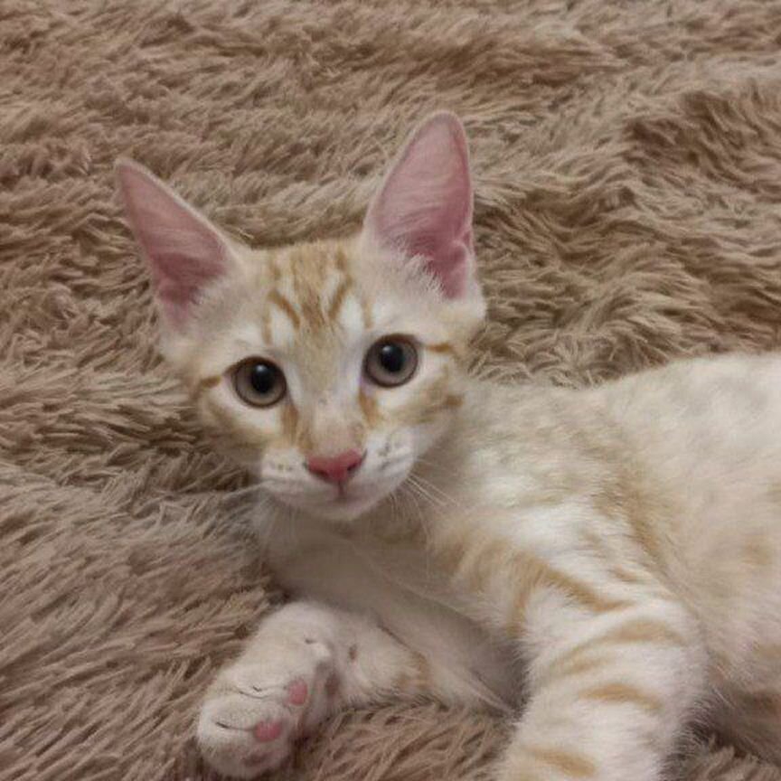 Рыжий мальчишка