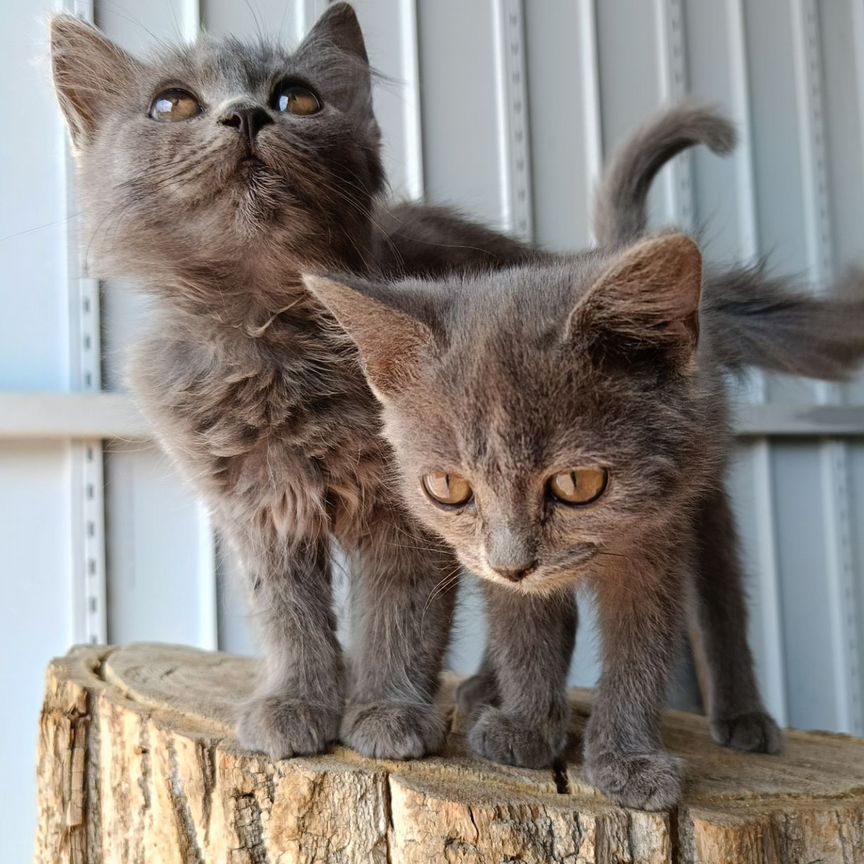 Котятки от шотландки