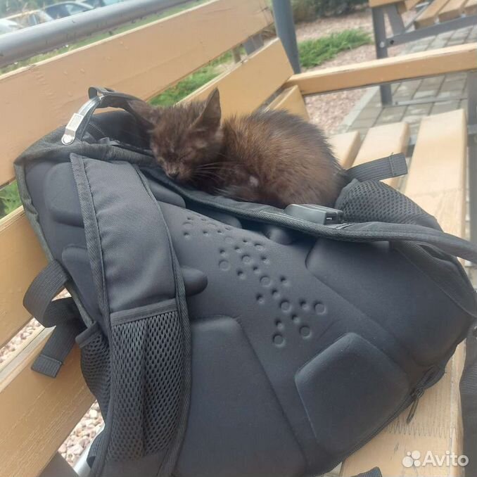 Очень ласковый котенок ищет любящих хозяев