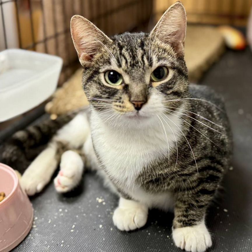 Манчкин, взрослый кот