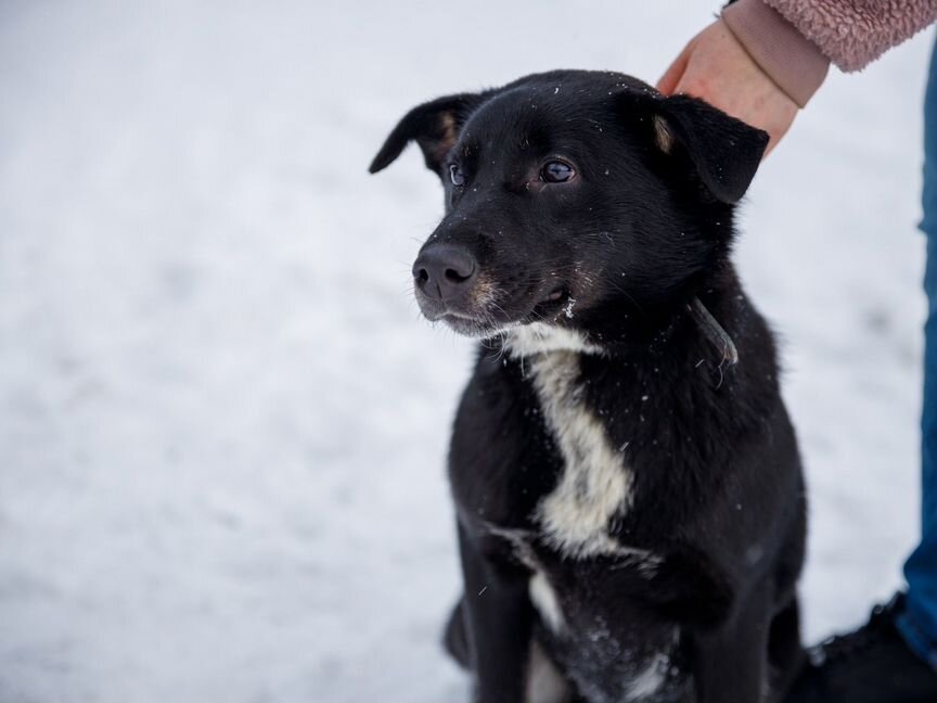 Собака Айка