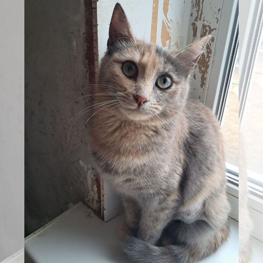 Черепаховая кошечка бесплатно