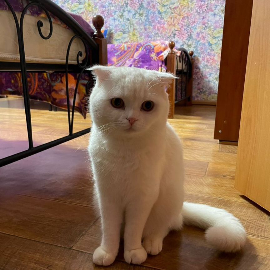 Шотландский вислоухий кот
