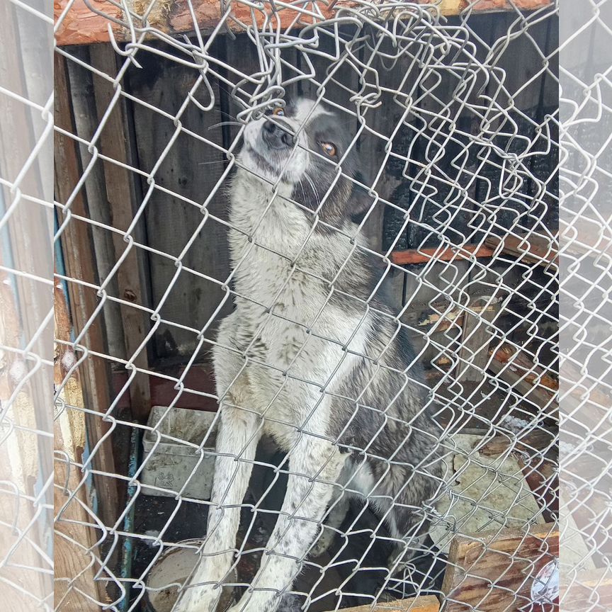 Лайка, щенок