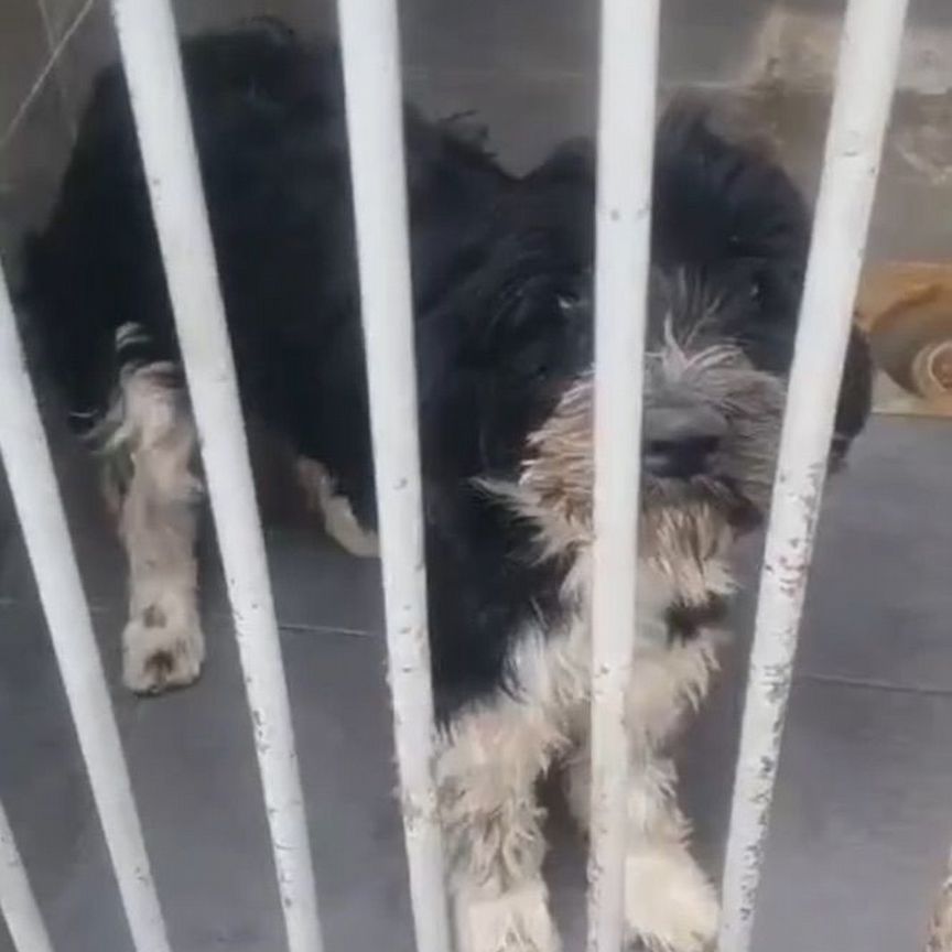 Терьер в добрые руки
