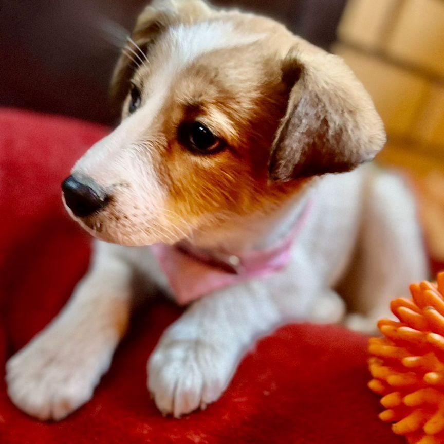 Скромная девочка в добрые руки