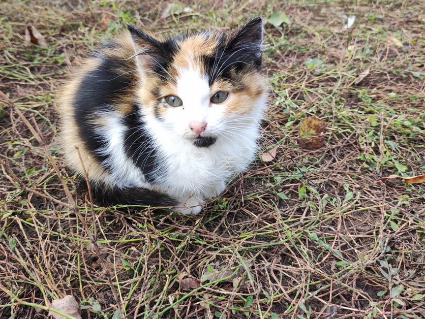 Отдам в добрые руки трехцветного котенка