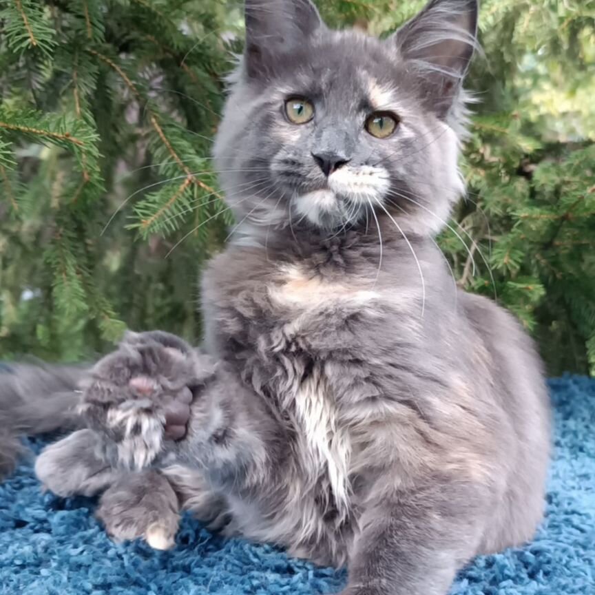 Голубокремовая черепашка