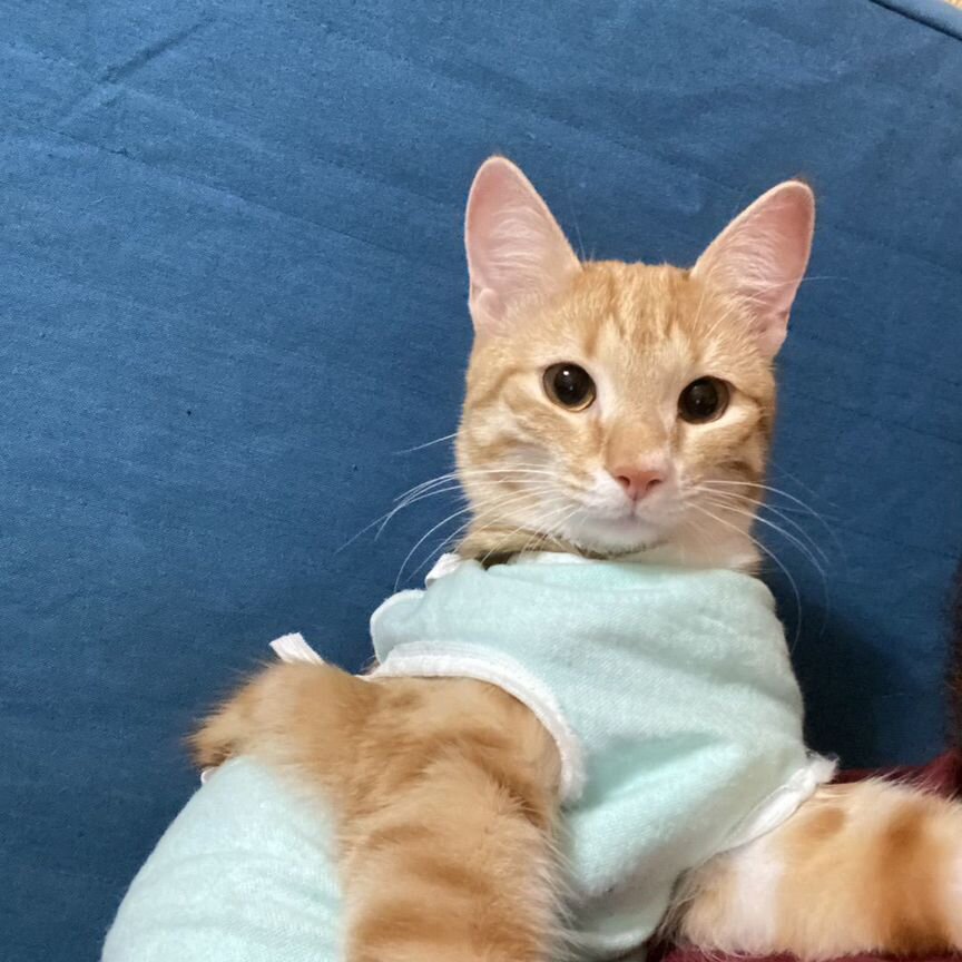 Отдам кота в добрые руки