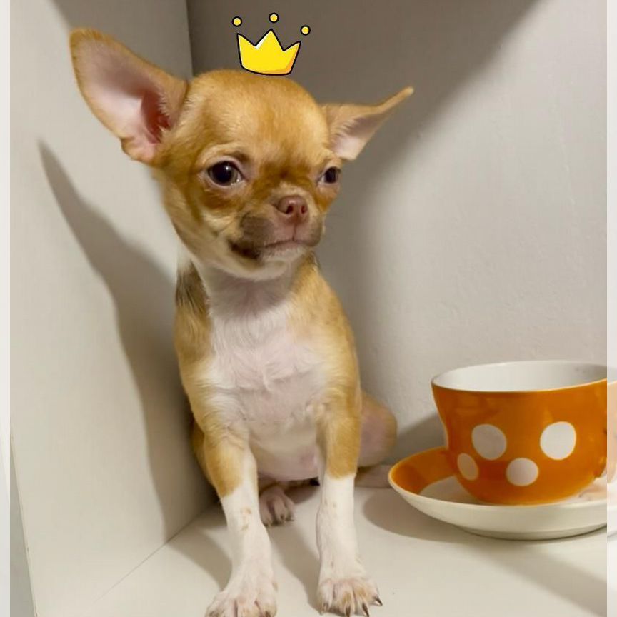 Чихуахуа, щенок