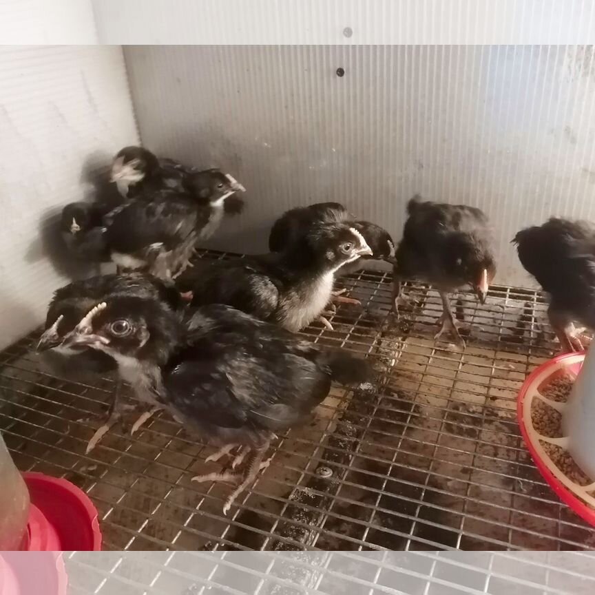 Продам цыплят кур несушек