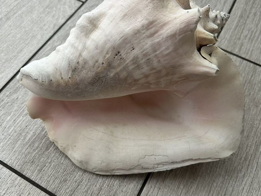 Ракушка рапан