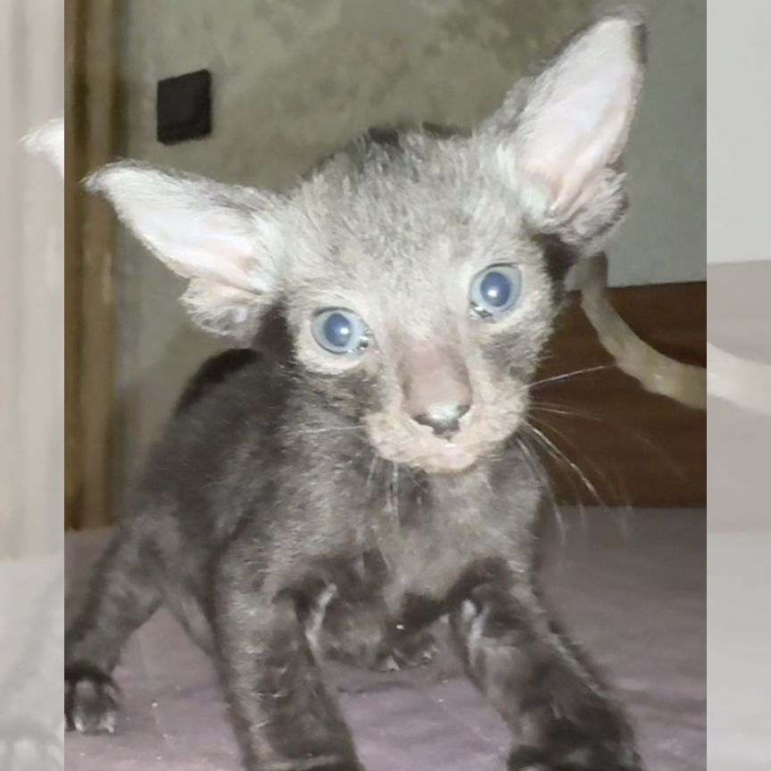 Ориентальный котёнок