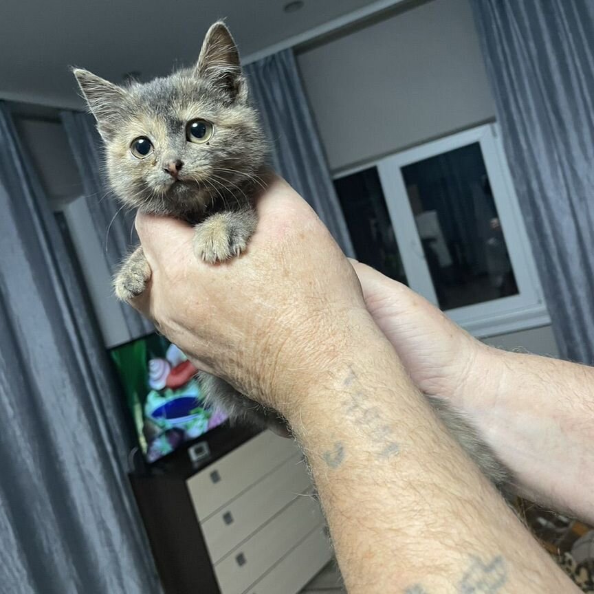 Отдам котейку с любящую семью
