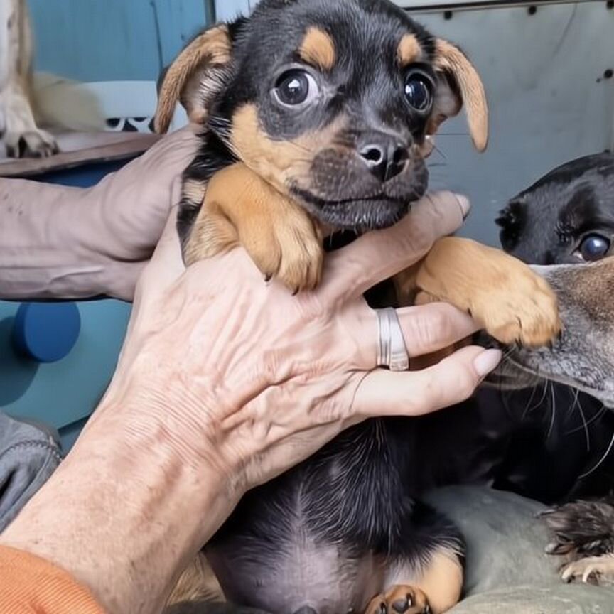 Щенок в добрые руки