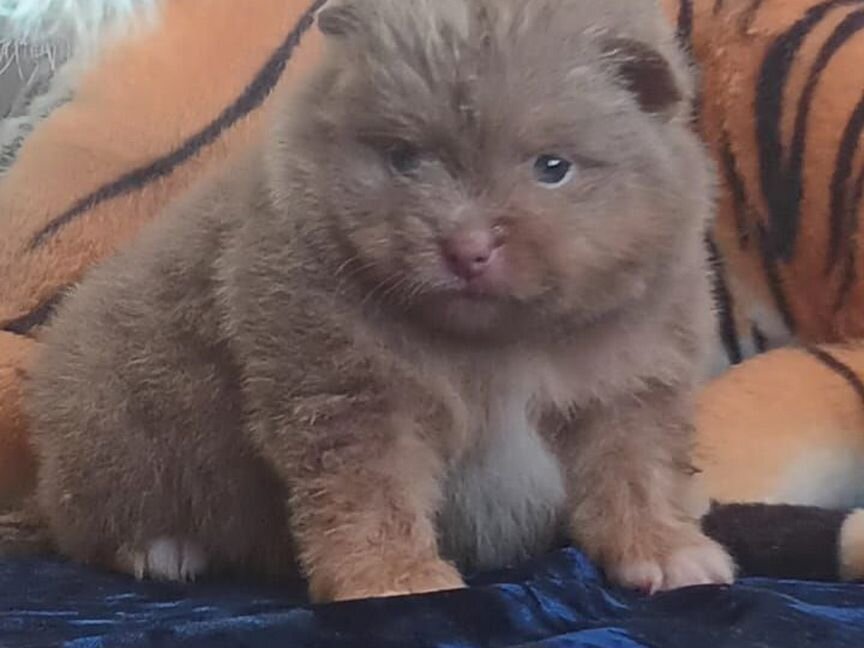 Шпиц лиловая с подпалом