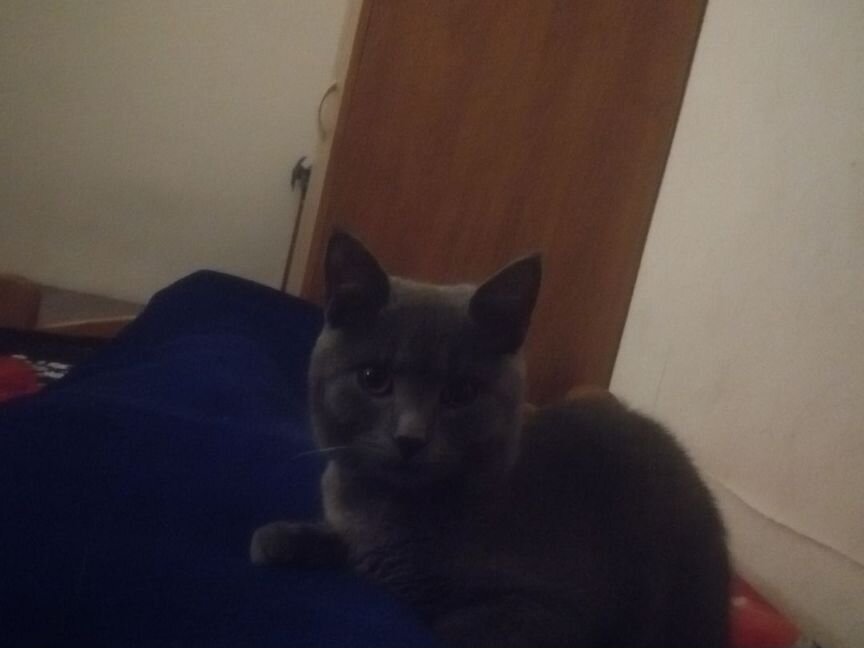 Котик в добрые руки